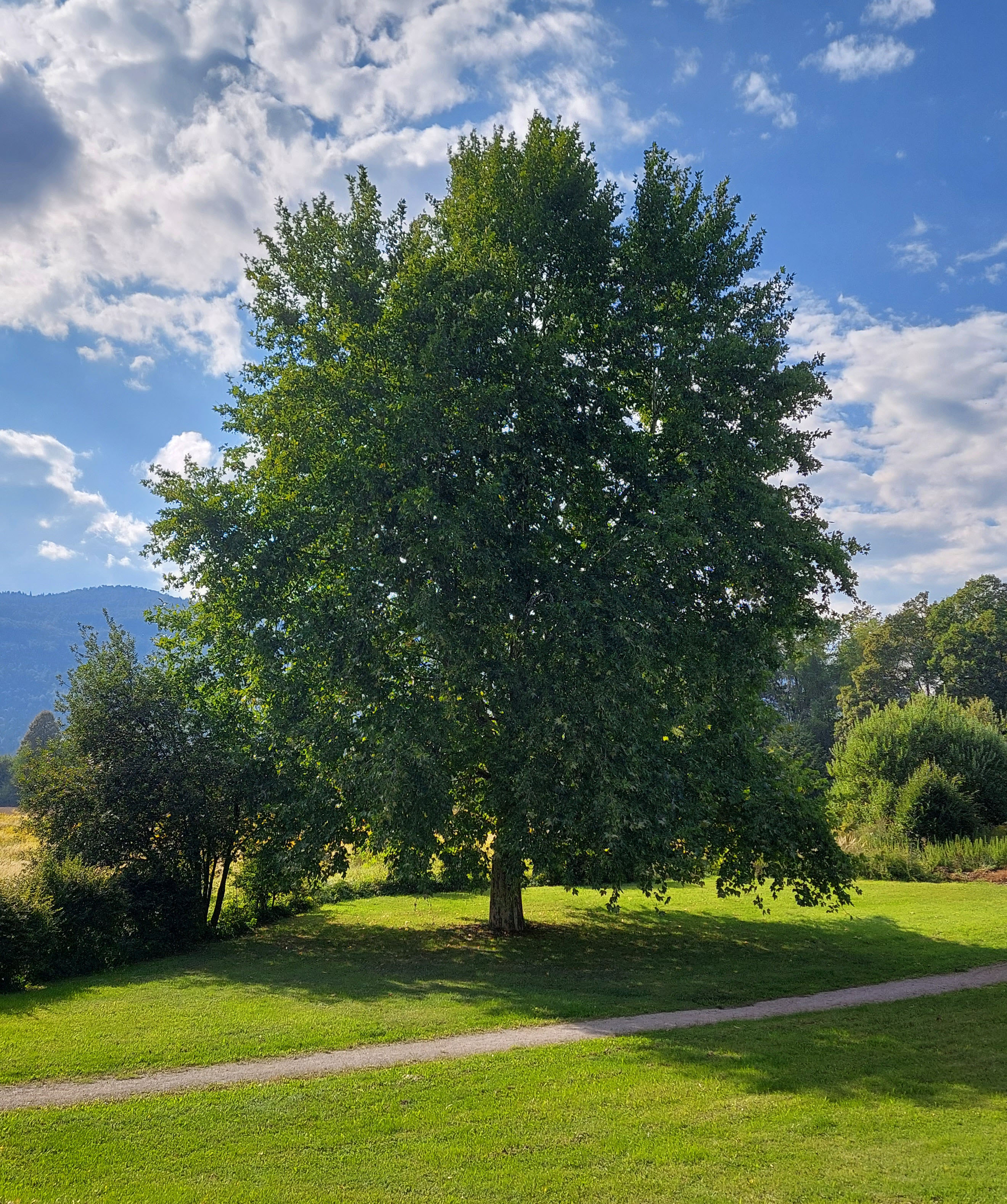 GLASUJTE ZA NAJ DREVO LETA 2022! - kocevje.si